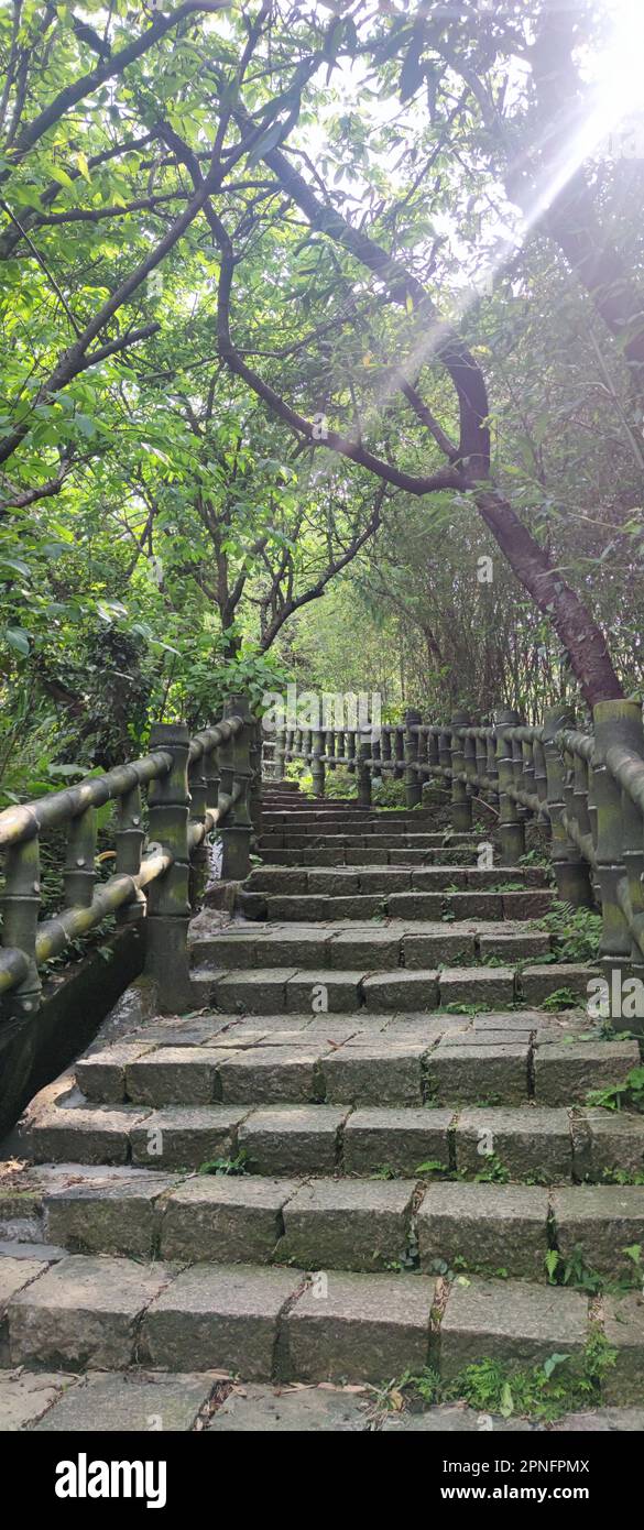 The Forest, trail, set, road sign, signage, forest trail Stock Photo ...