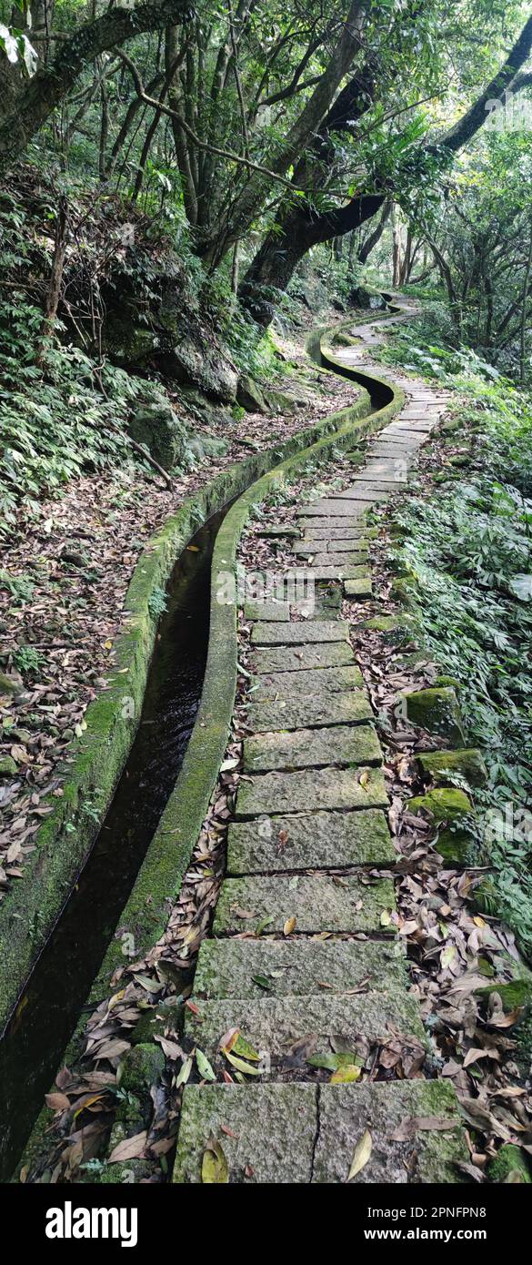 The Forest, trail, set, road sign, signage, forest trail Stock Photo ...
