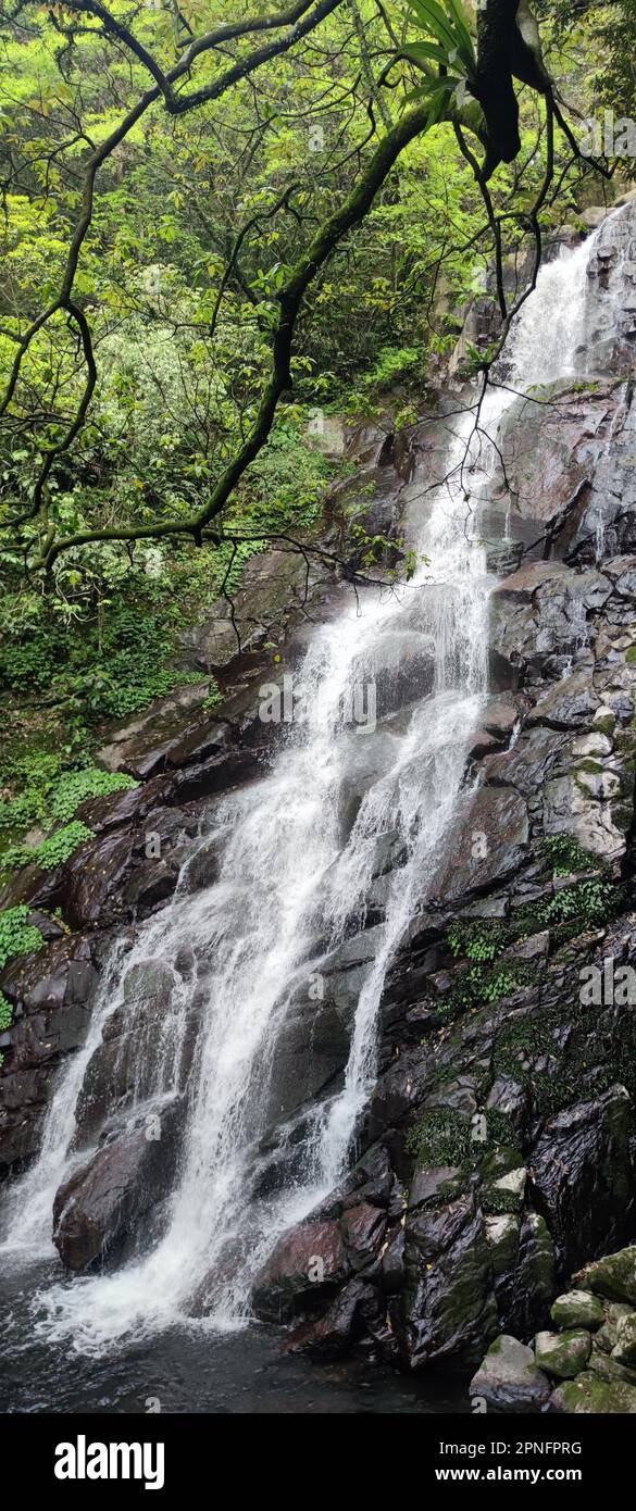 The Forest, trail, set, road sign, signage, forest trail Stock Photo ...