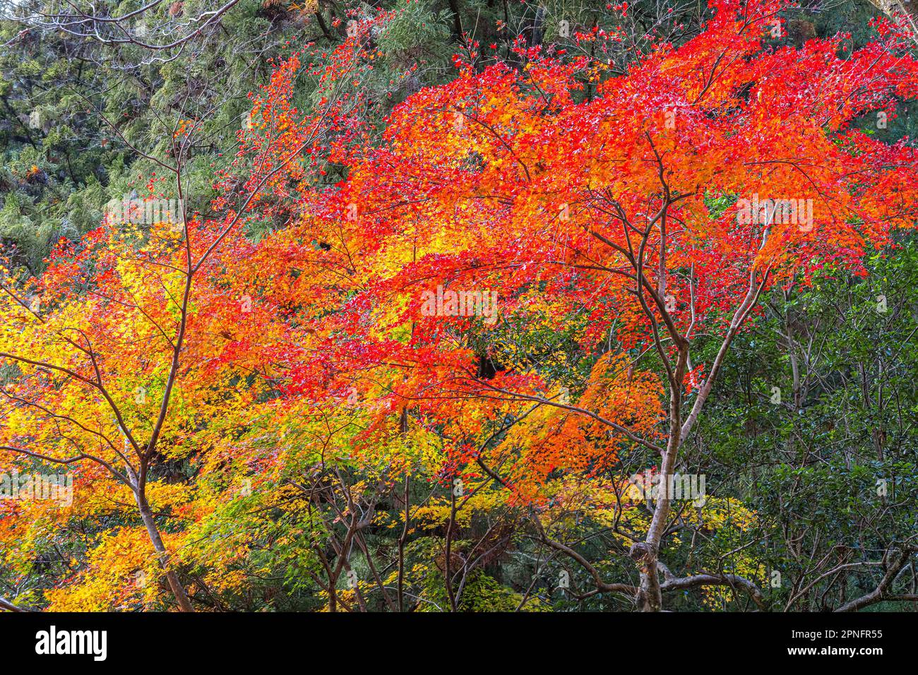 Red Maple Leaves in Autumn at Takachiho Gorge in Miyazaki, Japan Stock ...