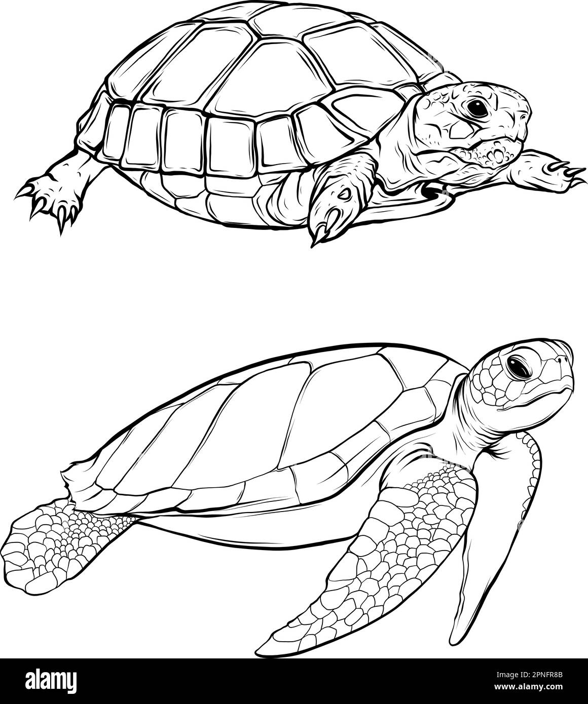 turtle vector with vintage outline style on white background Stock ...