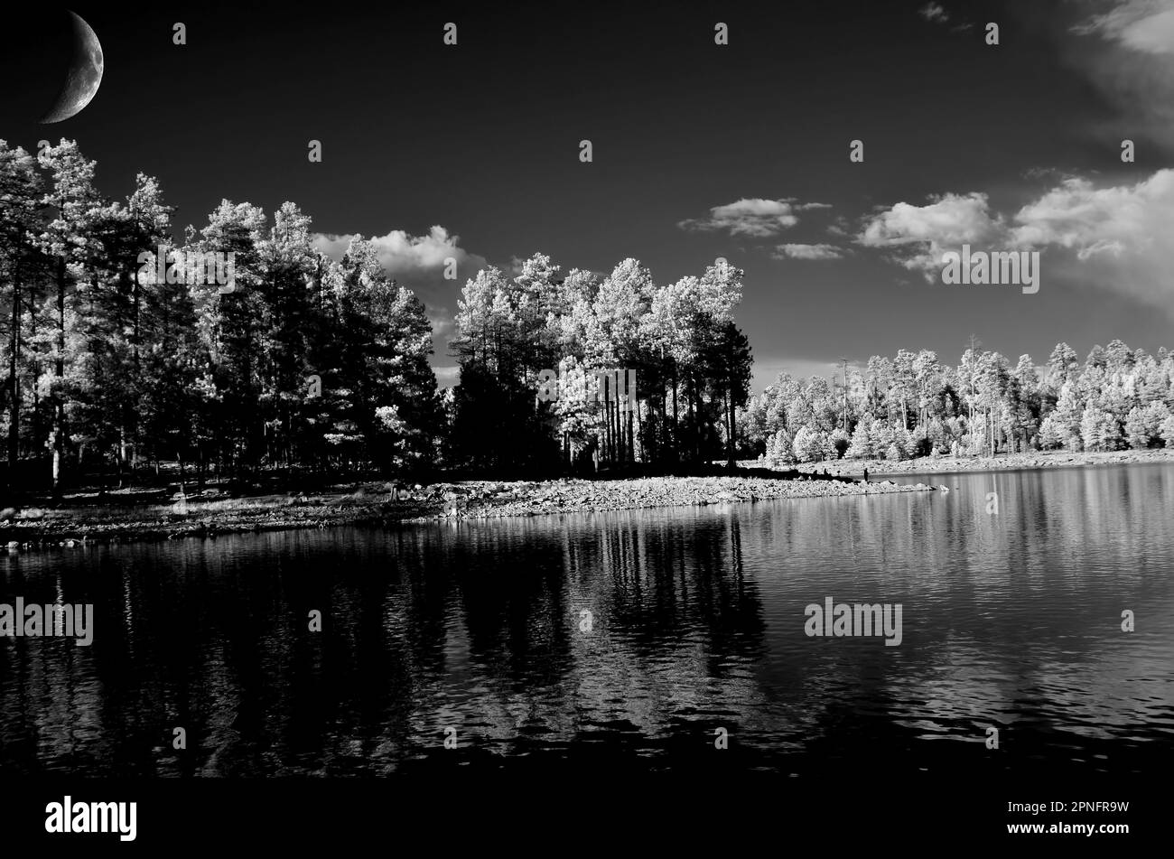 Forest lake with moon and pine trees in background Stock Photo - Alamy