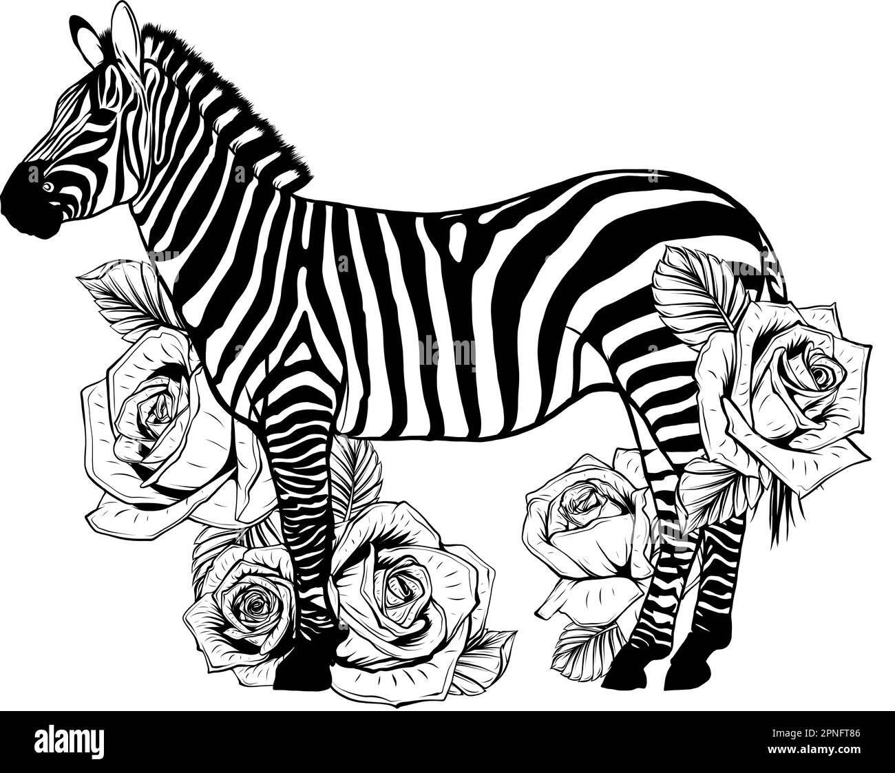 Zebra with rose flower hand drawn illustration Stock Photo - Alamy
