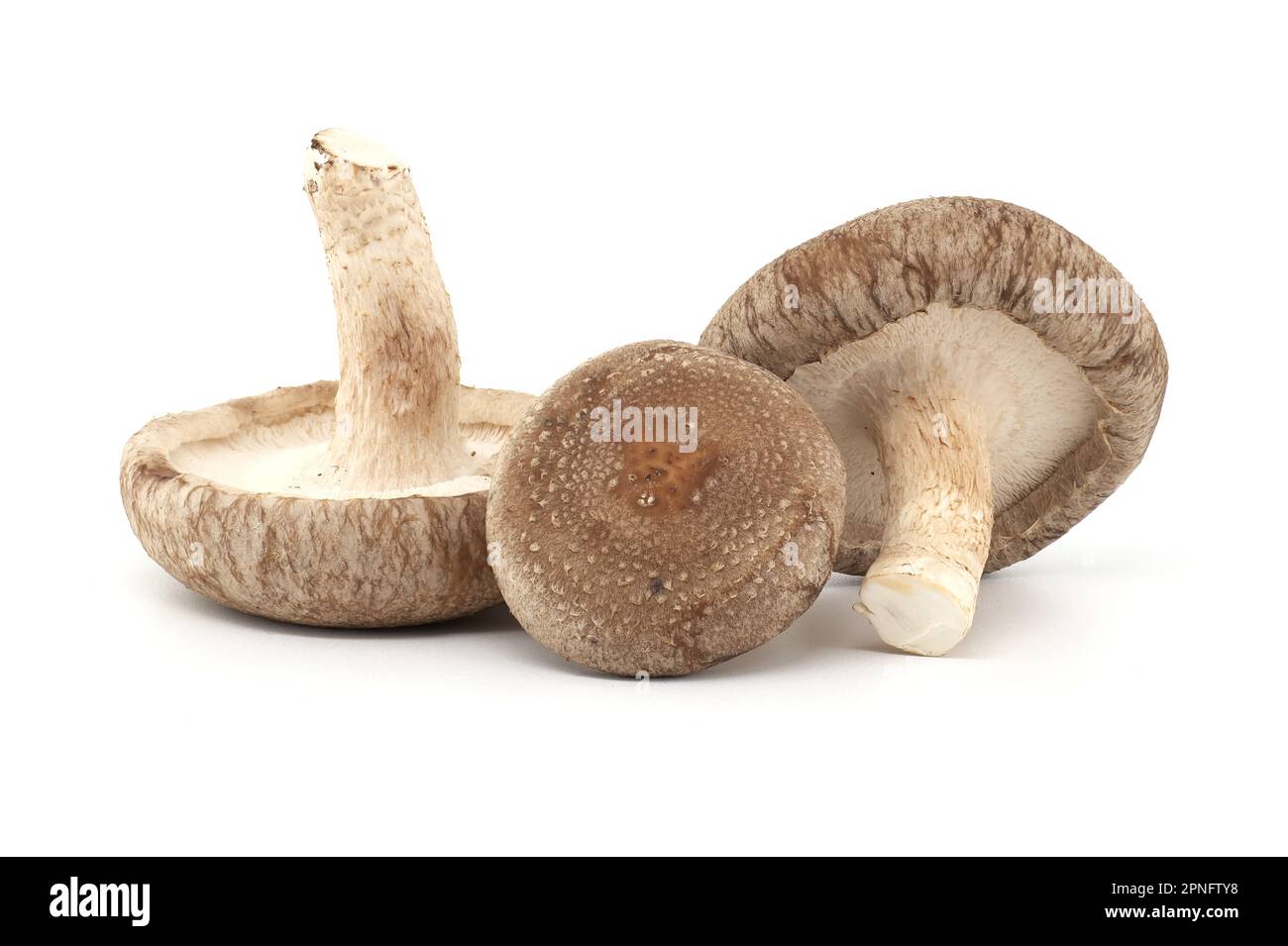 Shiitake mushrooms (Lentinula edodes) isolated on white background ...