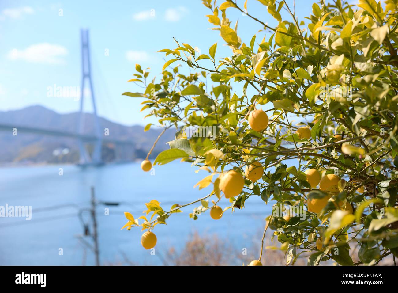 Lemon in Setouchi, Japan Stock Photo - Alamy