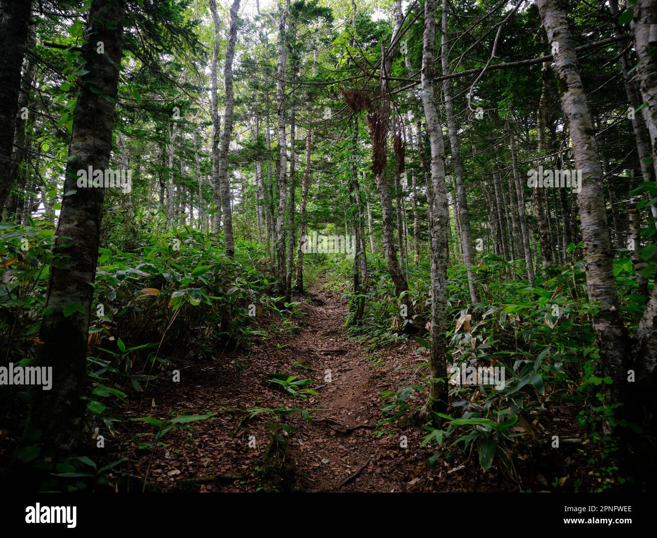 Mt rebun hi-res stock photography and images - Alamy