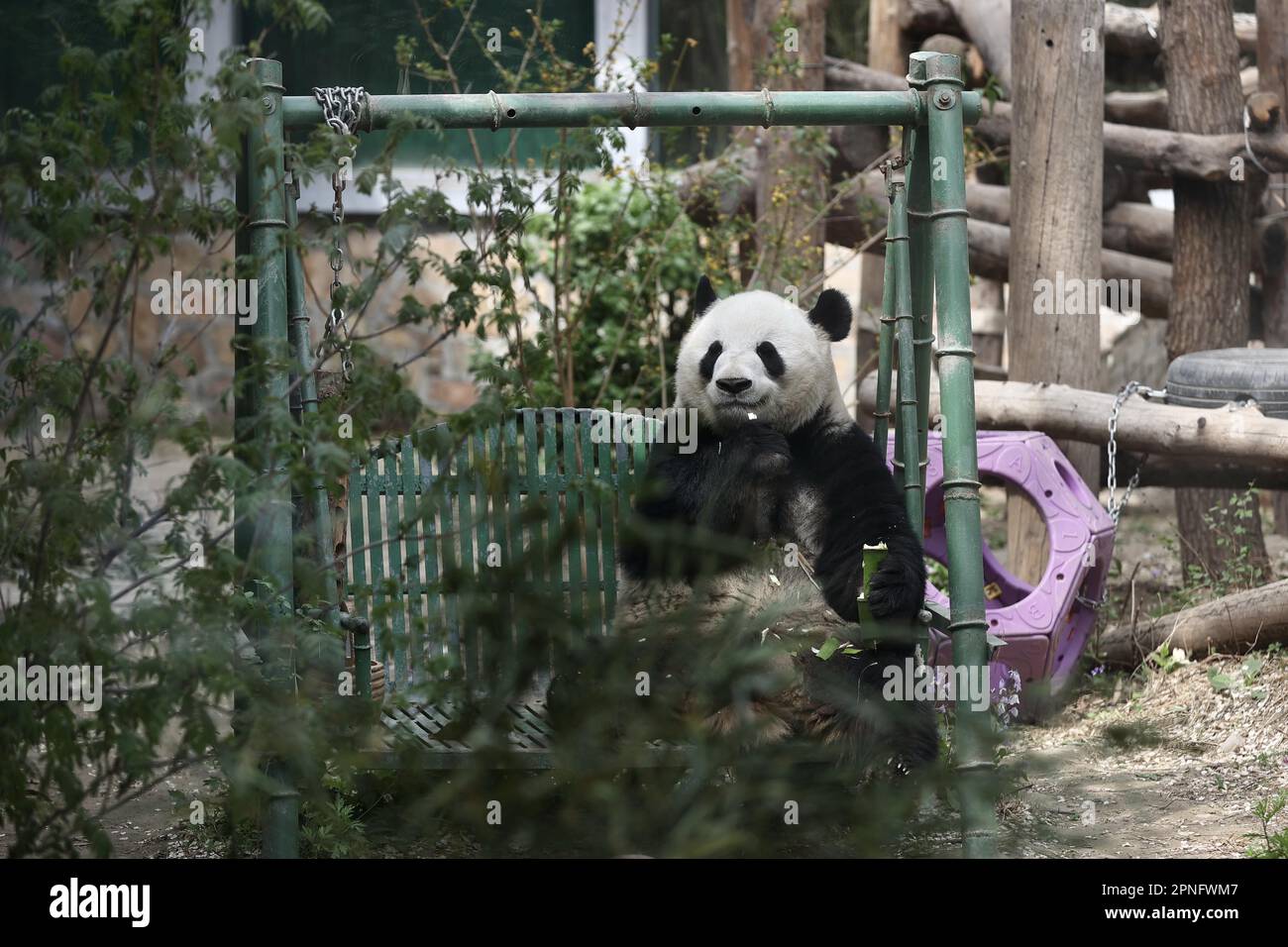 **CHINESE MAINLAND, HONG KONG, MACAU AND TAIWAN OUT** Giant panda Meng ...