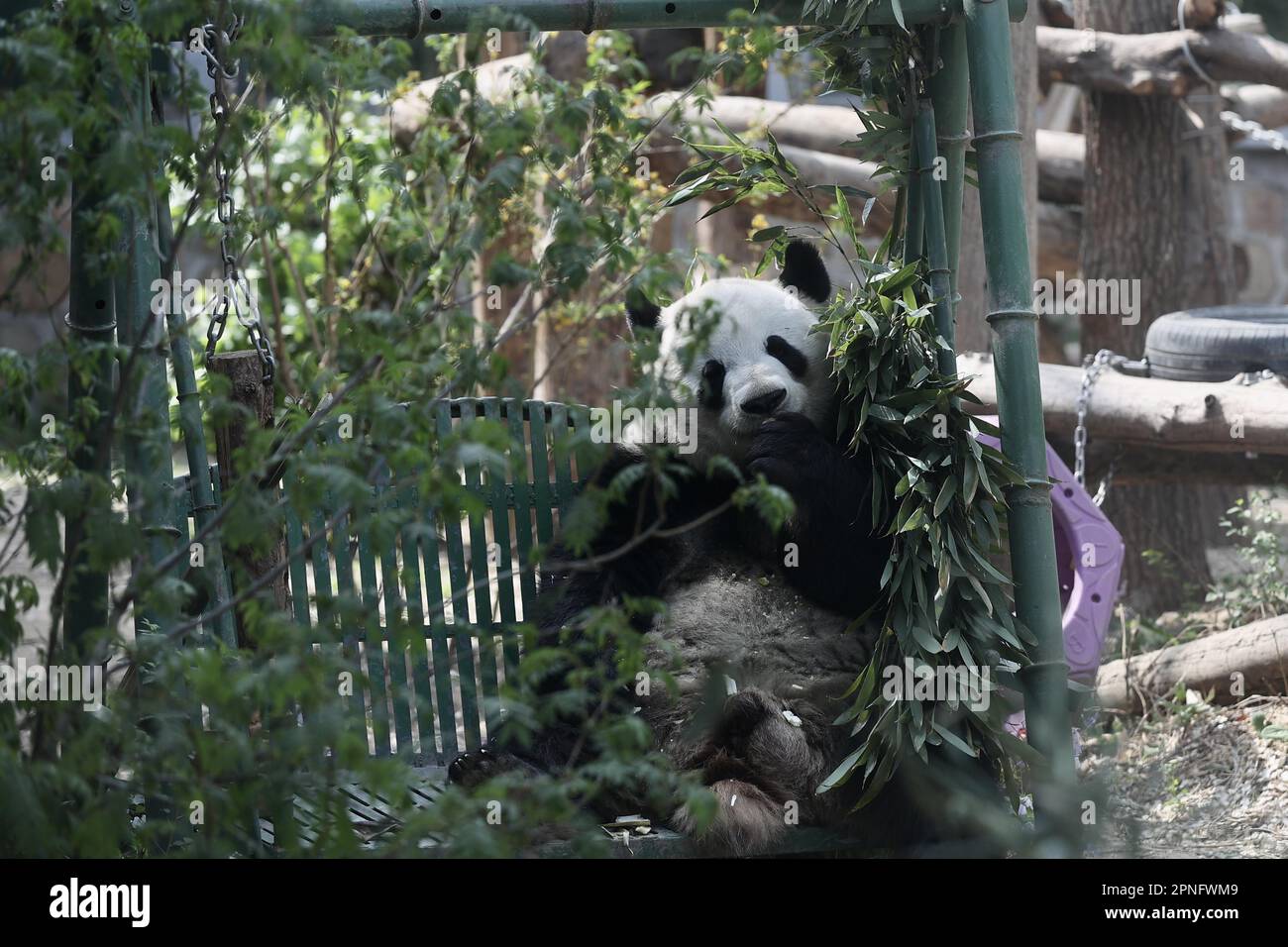 **CHINESE MAINLAND, HONG KONG, MACAU AND TAIWAN OUT** Giant panda Meng ...