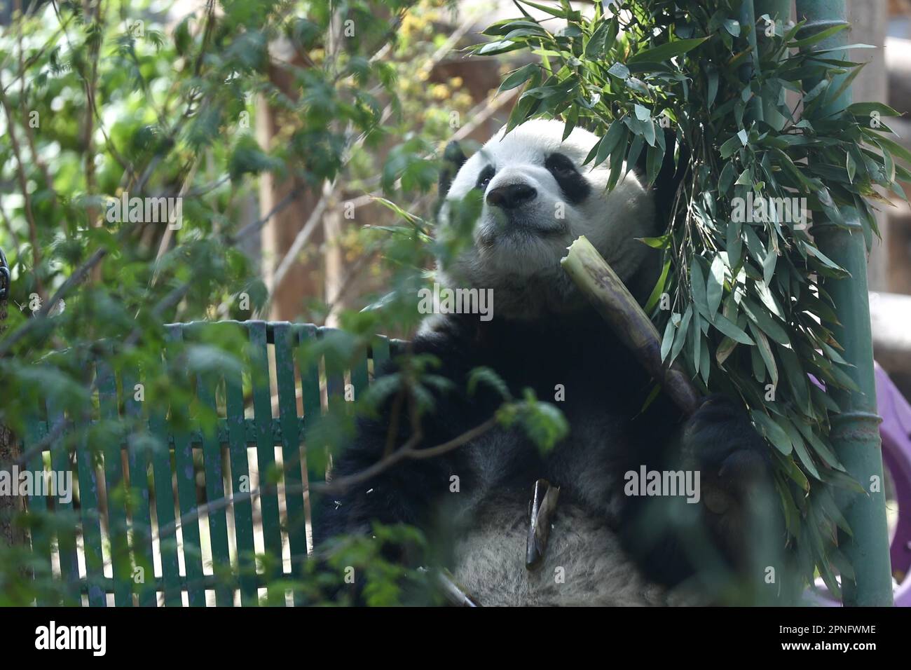 **CHINESE MAINLAND, HONG KONG, MACAU AND TAIWAN OUT** Giant panda Meng ...