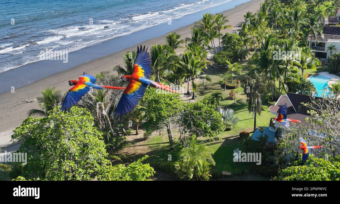 Guacamaya flying hi-res stock photography and images - Alamy