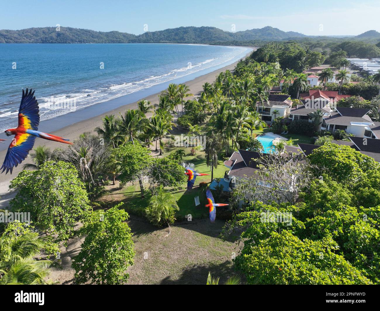 Scarlet Macaws in flight at the beach - Red Lapas - Guacamayas in Costa ...