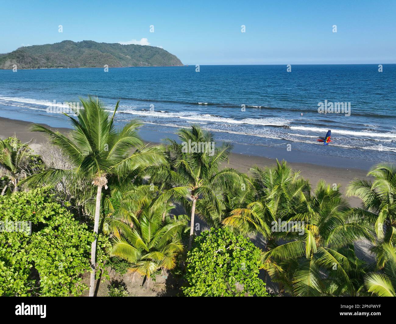 Scarlet Macaws in flight at the beach - Red Lapas - Guacamayas in Costa ...