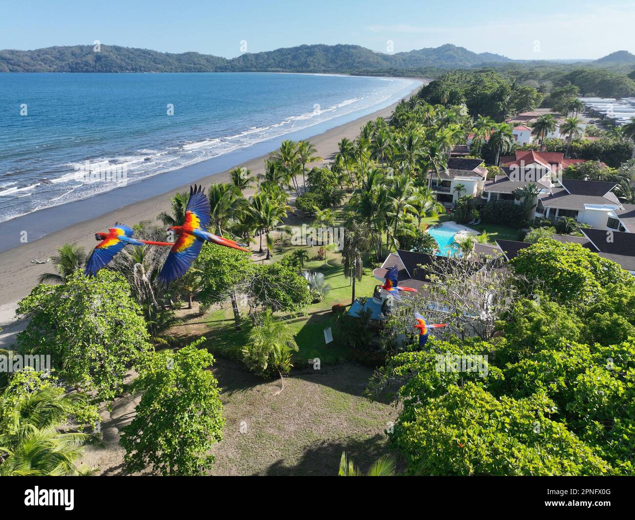 Scarlet Macaws in flight at the beach - Red Lapas - Guacamayas in Costa ...