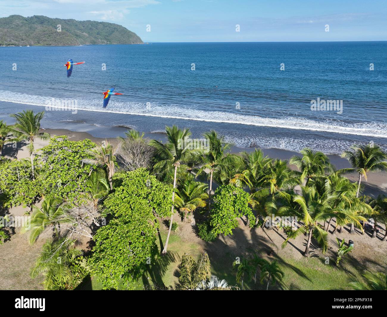 Scarlet Macaws in flight at the beach - Red Lapas - Guacamayas in Costa ...