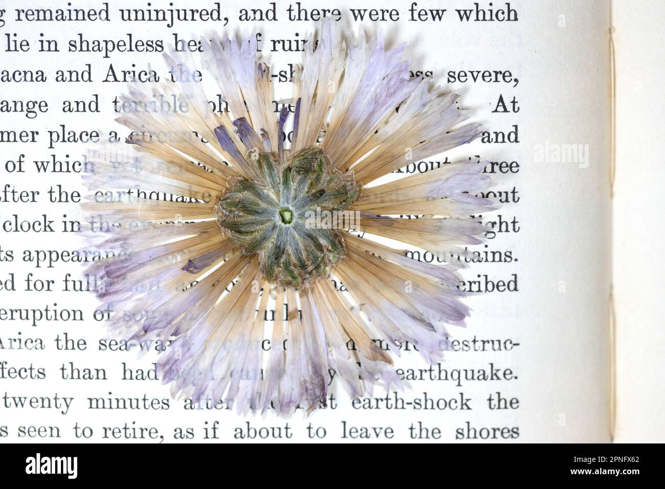 Pressed flowers in book hi-res stock photography and images - Alamy