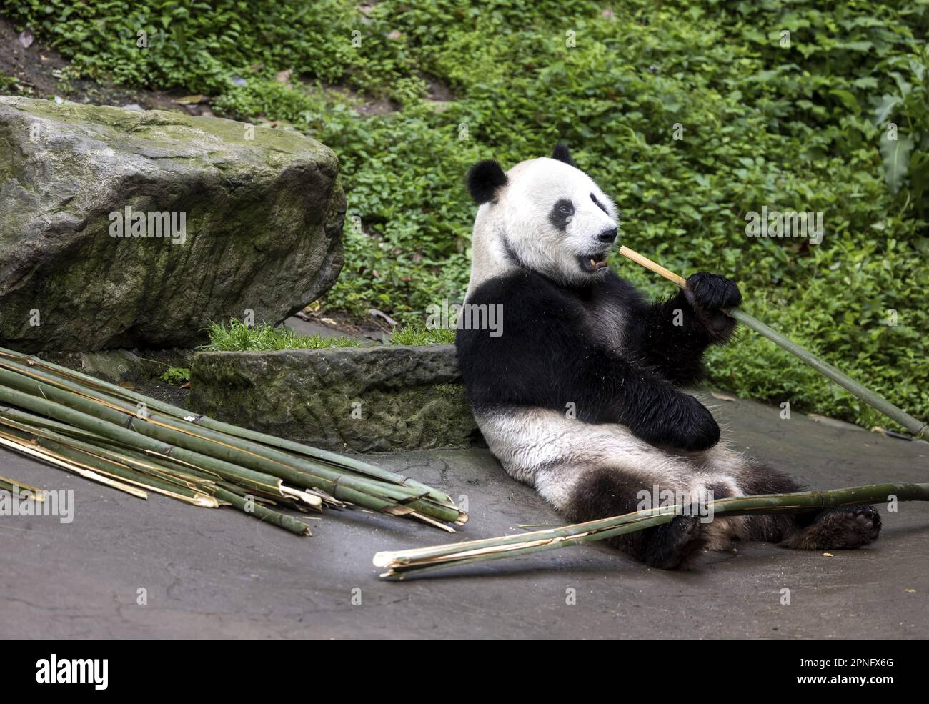 Giant pandas play and enjoy food at Dujiangyan Panda Park in Chengdu ...