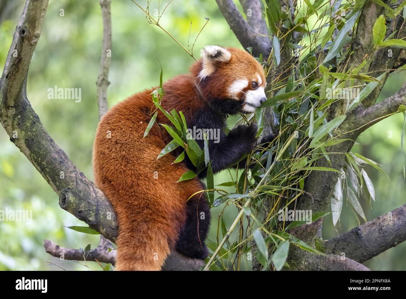 A cute red panda or ailurus fulgens at Dujiangyan Panda Park in Chengdu ...