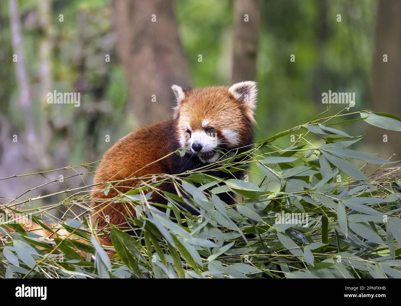 A cute red panda or ailurus fulgens at Dujiangyan Panda Park in Chengdu ...