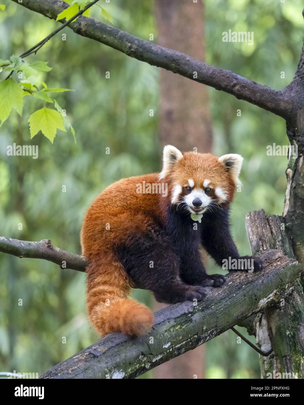 A cute red panda or ailurus fulgens at Dujiangyan Panda Park in Chengdu ...