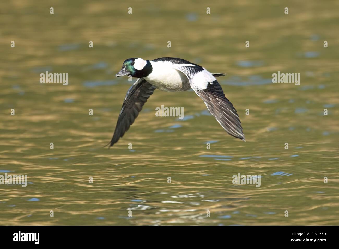 A male bufflehead duck flies low just above the water of Fernan Lake in ...