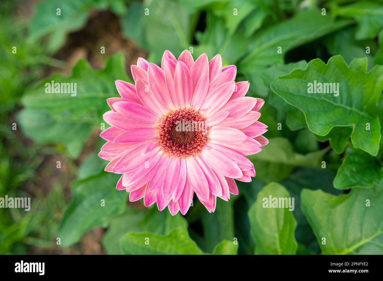 Pink Gerbera flower with black center core Stock Photo - Alamy