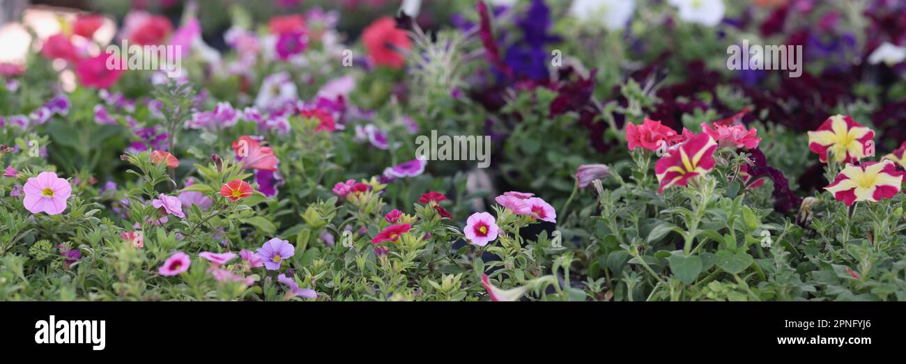 Flower seedling in special containers at flowers market Stock Photo - Alamy