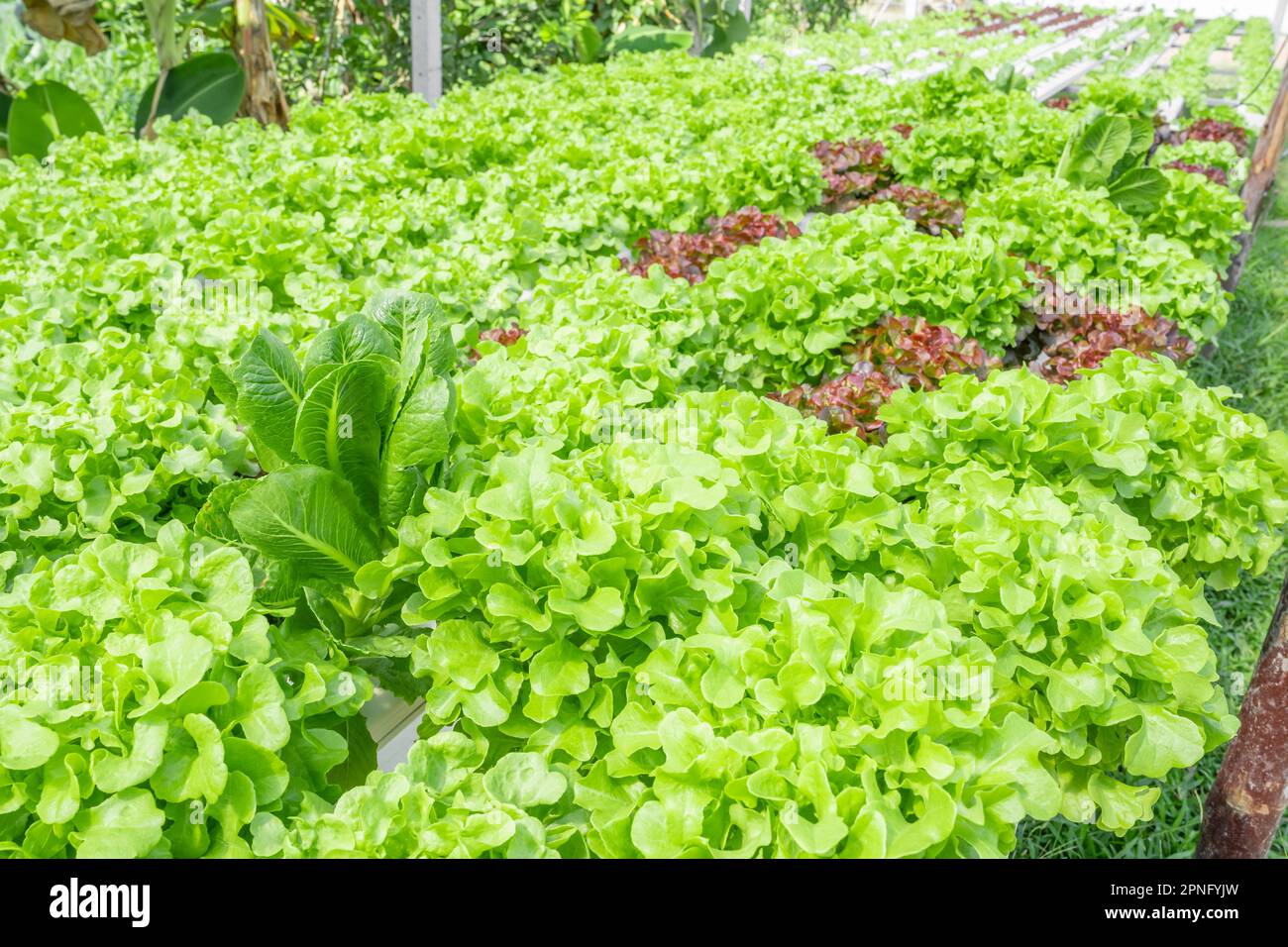 Mix fresh Hydroponic Organic vegetable cultivation farm Stock Photo - Alamy
