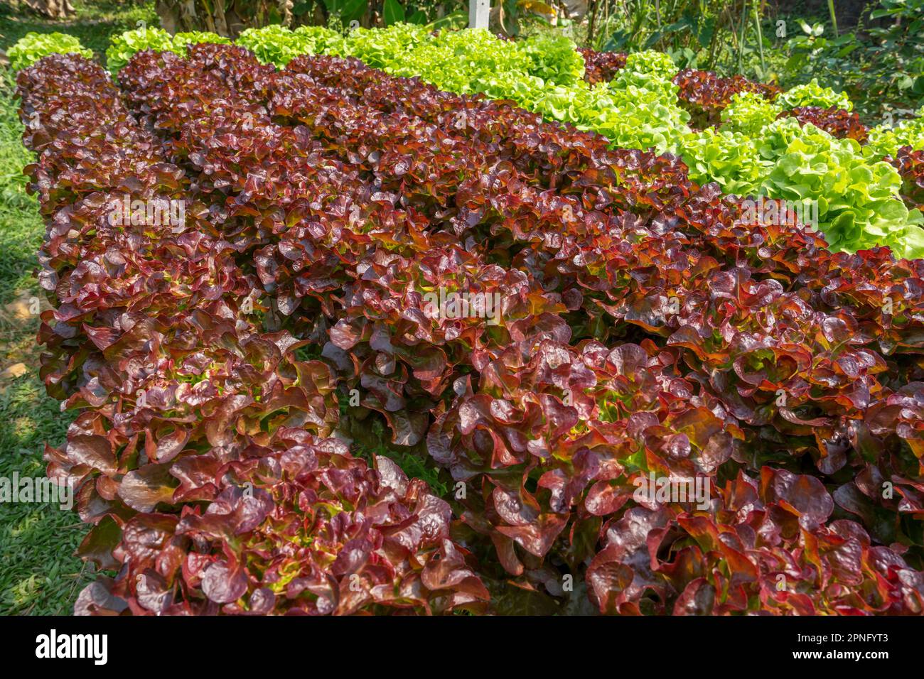 Red oak salad in Hydroponics vegetable garden Stock Photo - Alamy