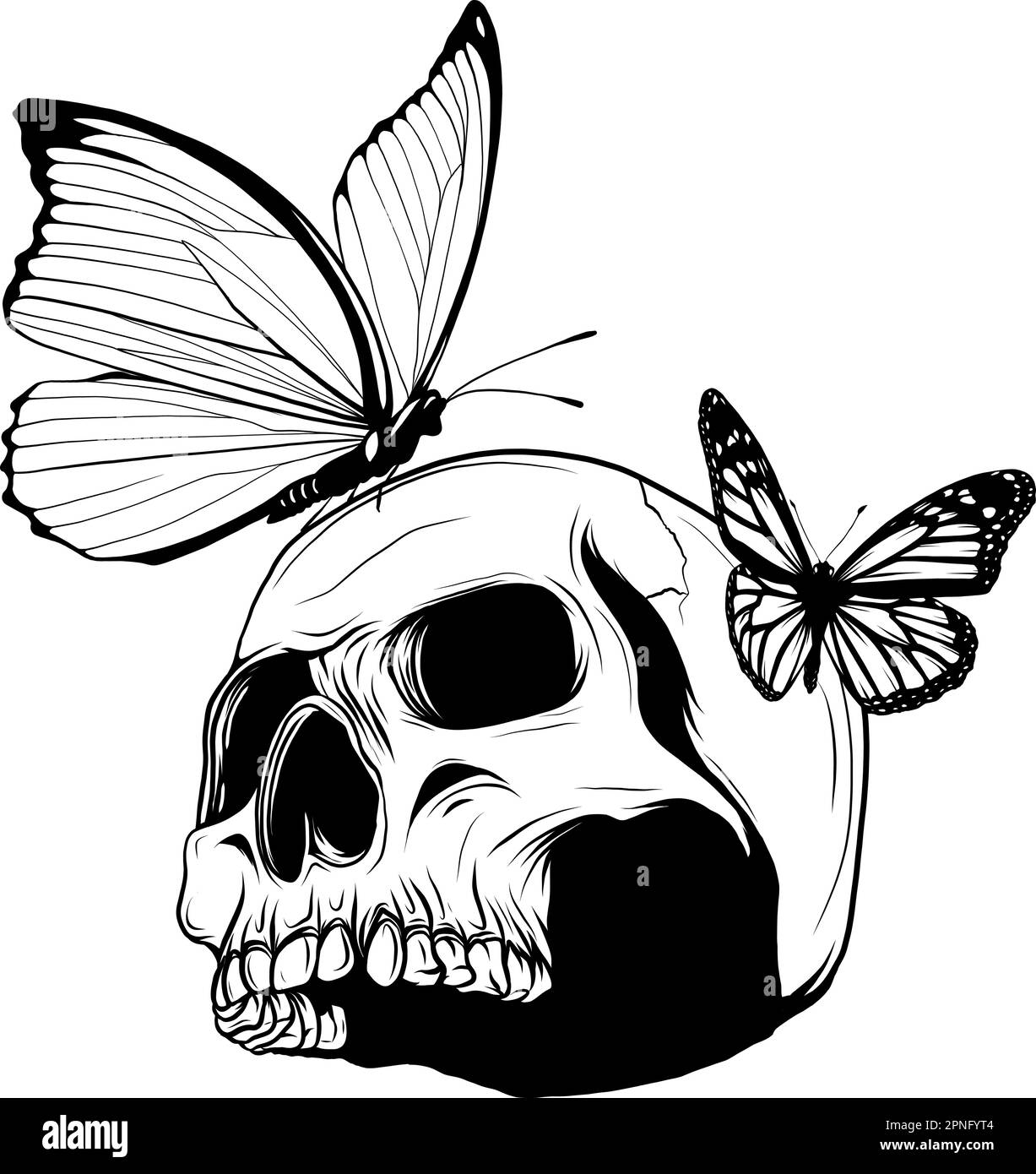 Butterfly Skull Drawing