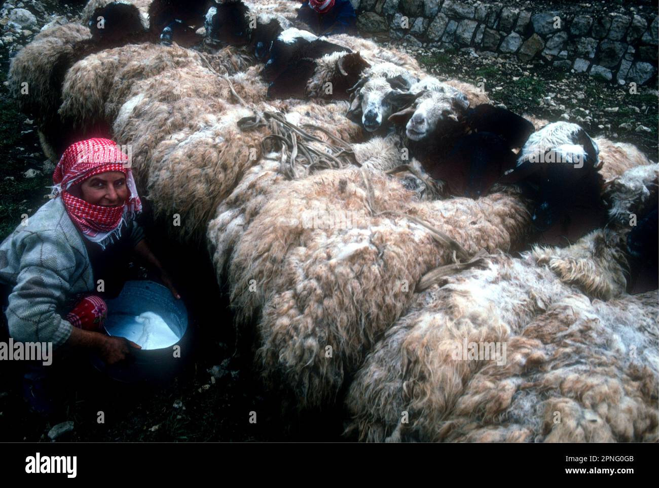 Woman milking sheep, Chouf Mountains, Lebanon, 1993 Stock Photo - Alamy