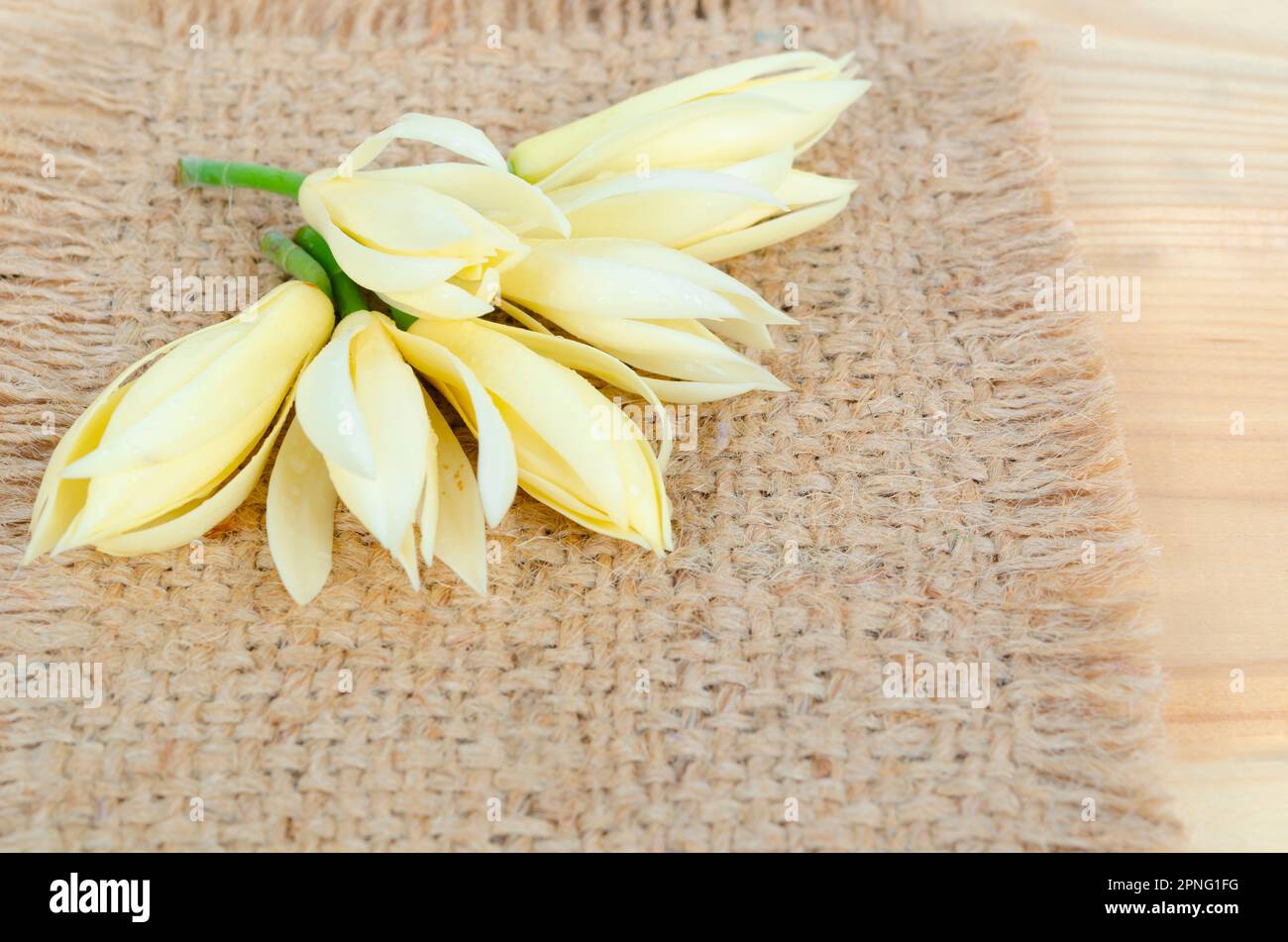 Champaka flower hi-res stock photography and images - Alamy