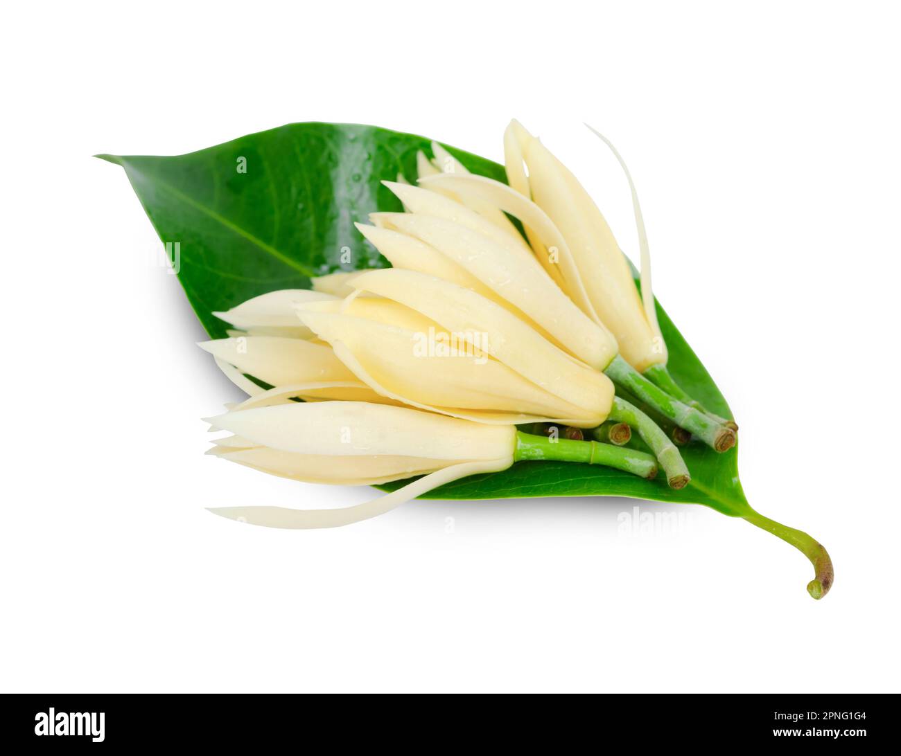 Champaka flower hi-res stock photography and images - Alamy