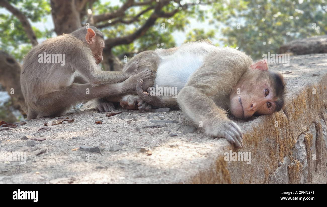 Monkey massage hi-res stock photography and images - Alamy