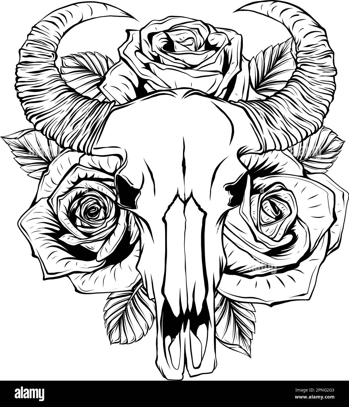 Cow or bull skull with roses. Outline vector illustration isolated on ...