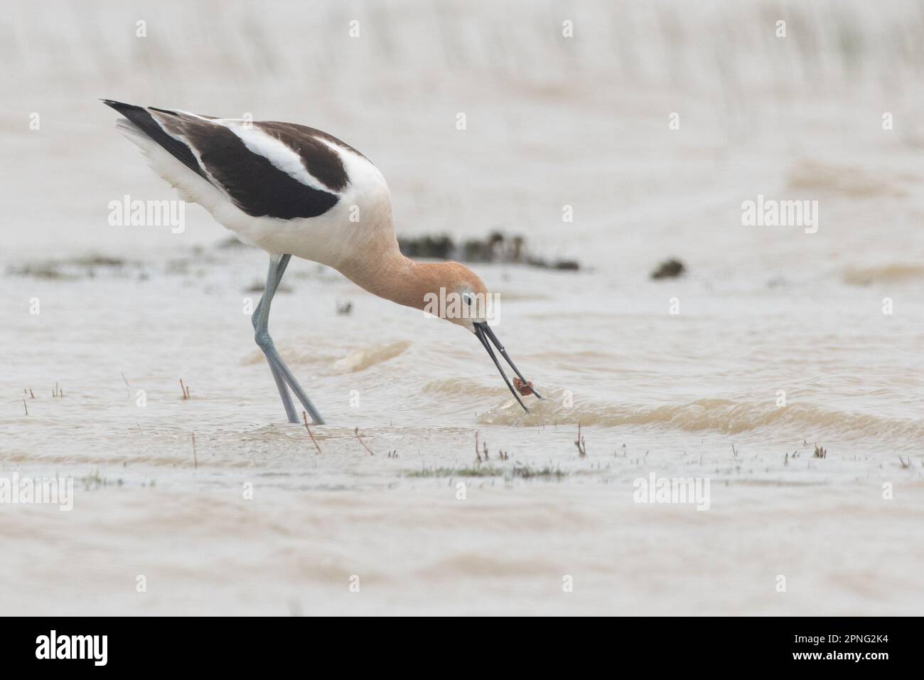 American avocet (Recurvirostra americana) eating an endangered vernal ...