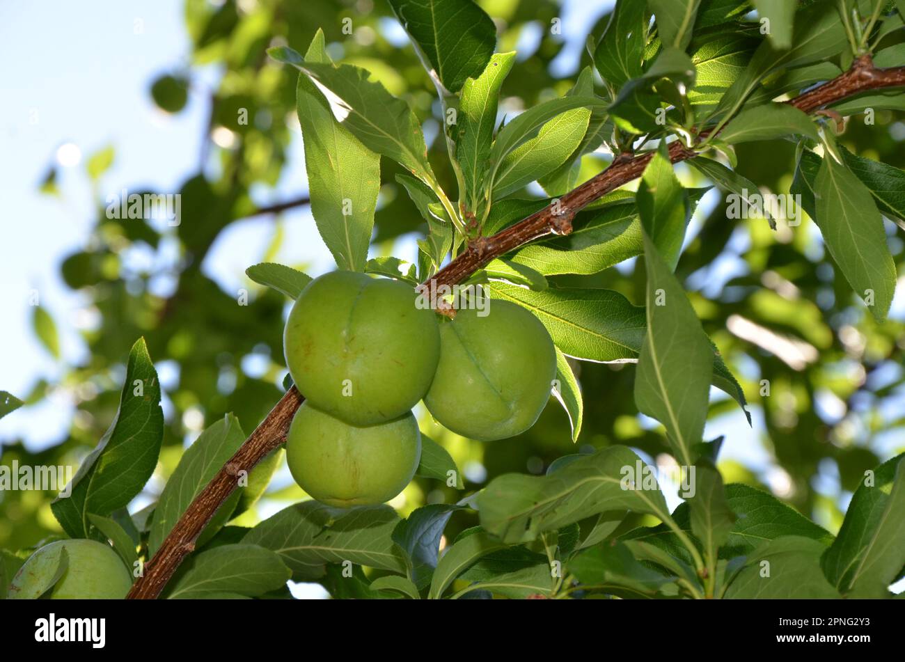 Tree with branches full of green fruits Stock Photo - Alamy