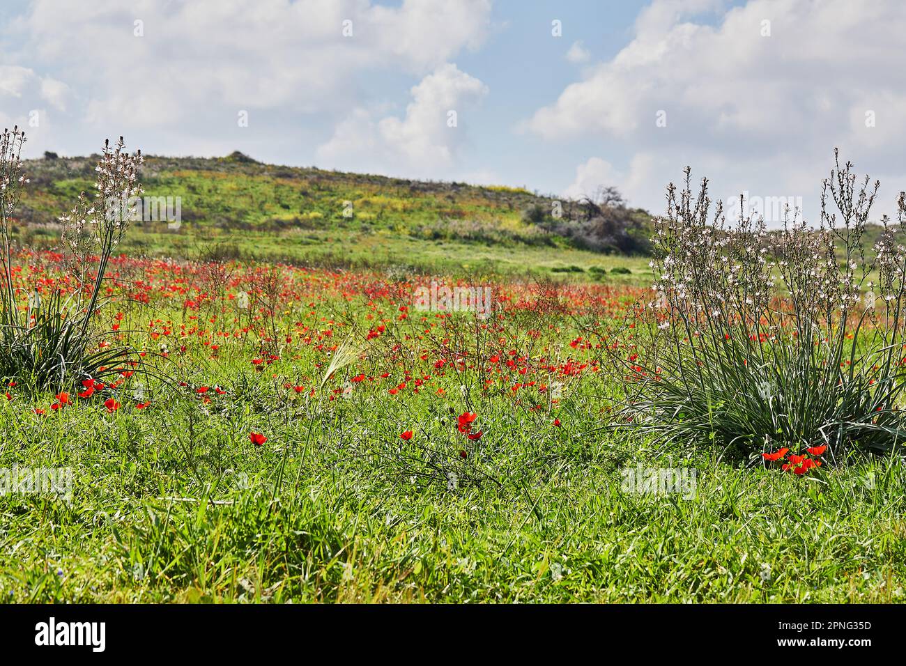 Wild red anemone flowers bloom among the green grass in the meadow ...