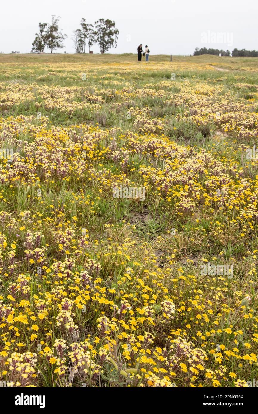 Endemic wild flowers blooming in the Central Valley of California ...