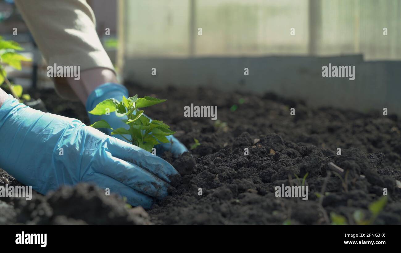 Farmers hands in protective gloves hi-res stock photography and images ...