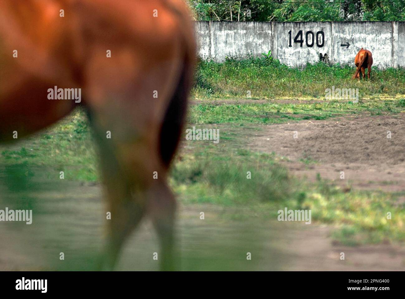 Sport horses are photographed at a horse racing stadium in West Tompaso ...