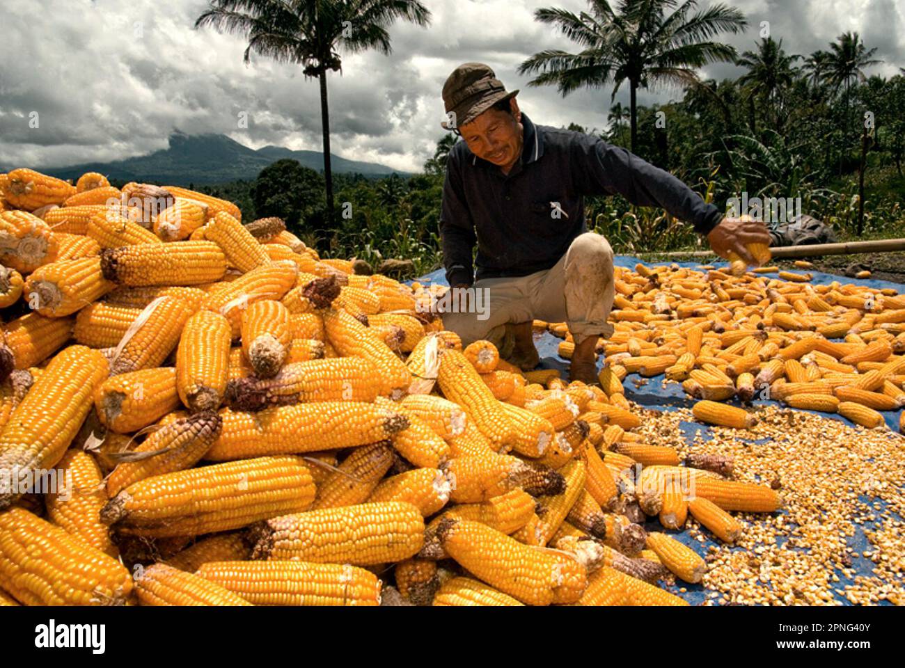 A farmer is drying harvested corns in the sun, on a rural road close to ...