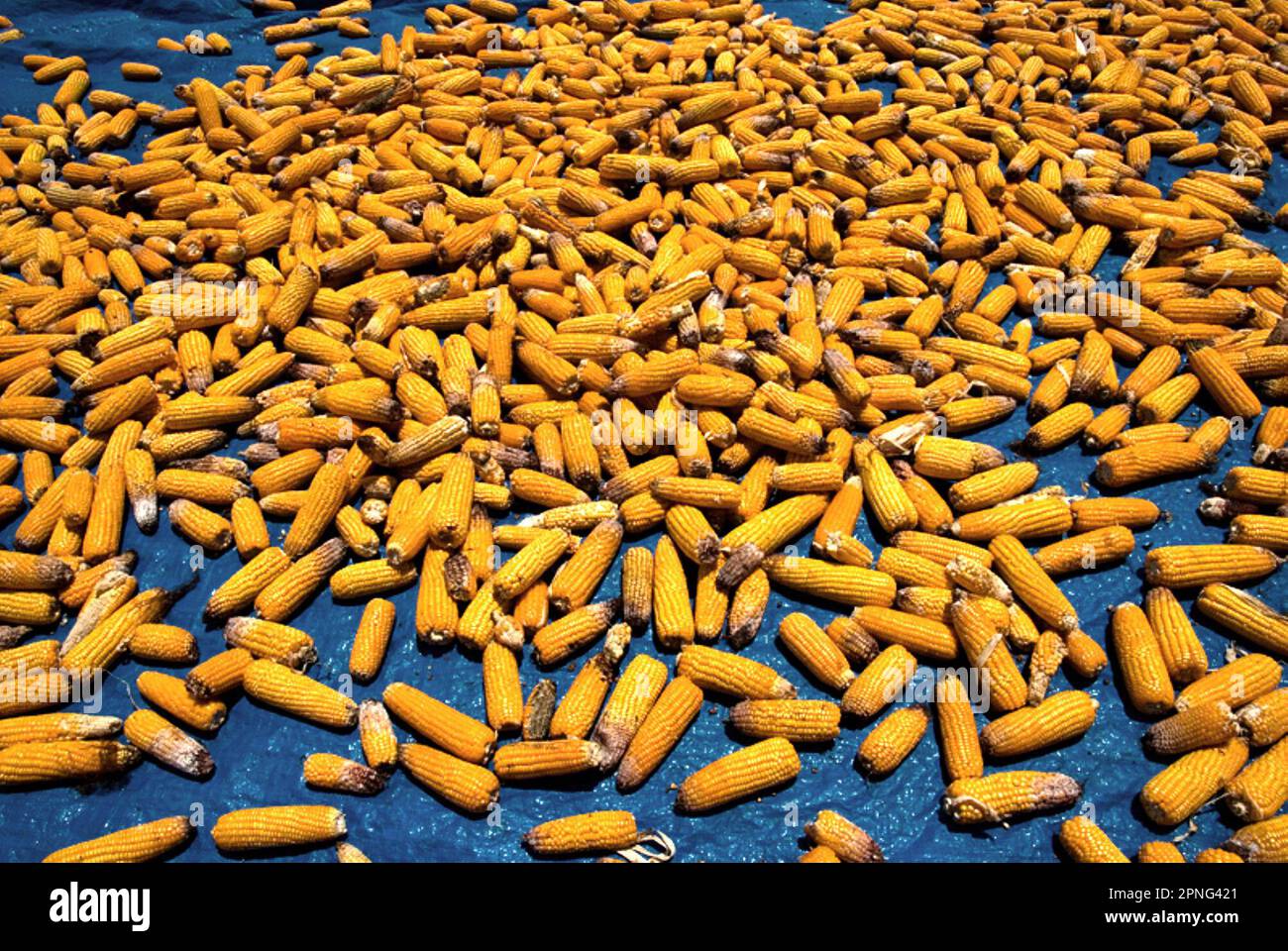 Corn crop drying hi-res stock photography and images - Alamy