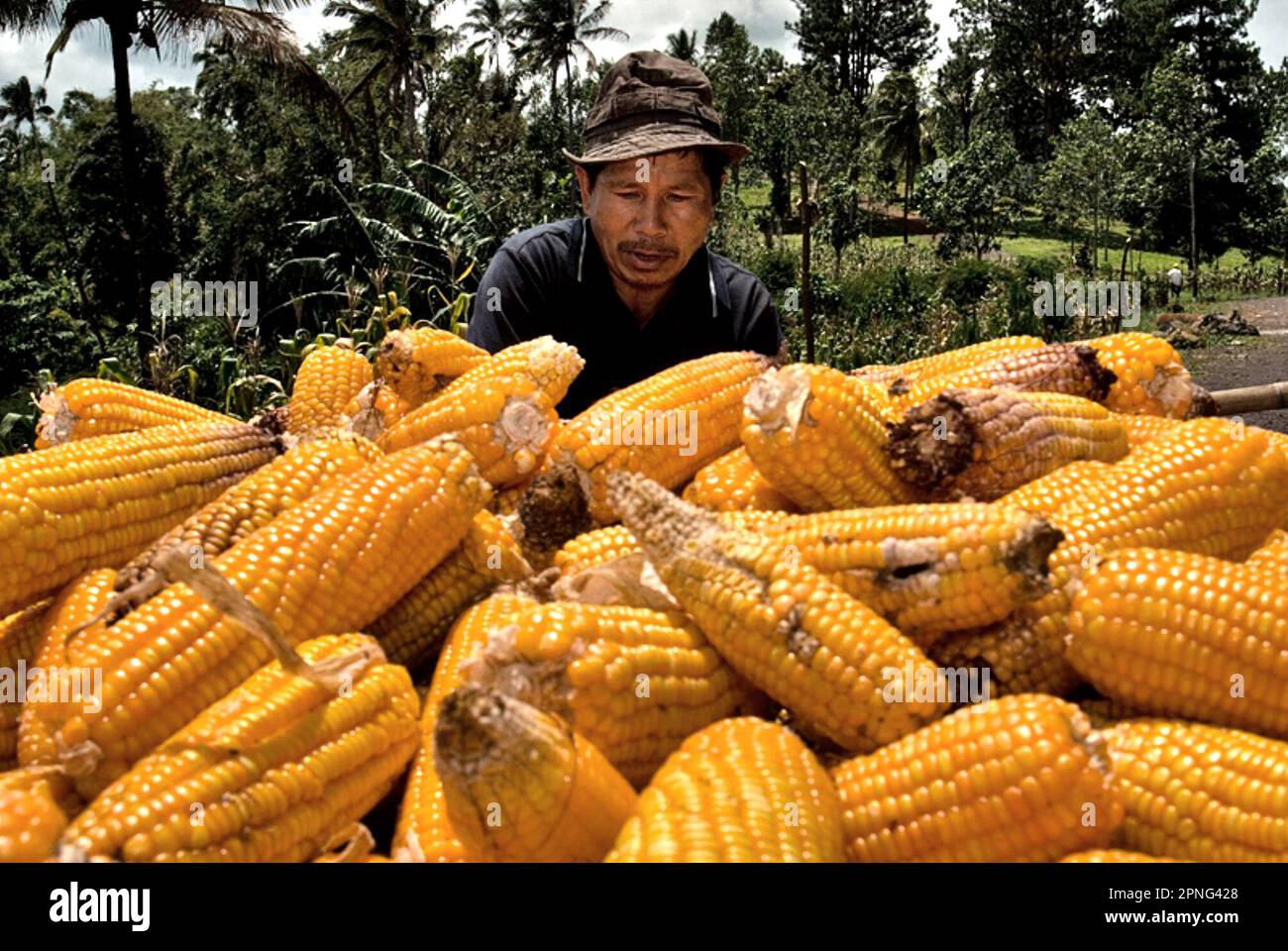 Corn crop drying hi-res stock photography and images - Alamy