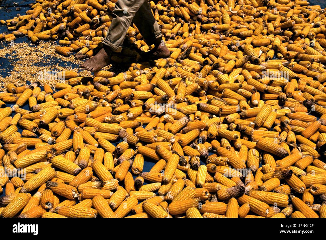 A farmer is drying harvested corns in the sun, on a rural road close to ...