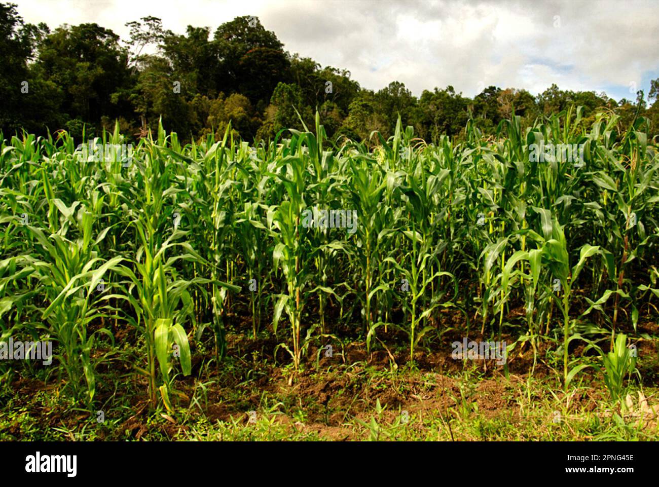 Kasuratan hi-res stock photography and images - Alamy