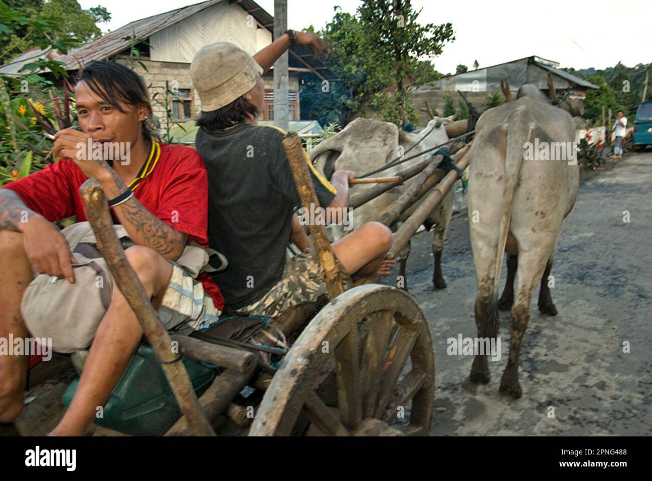 Men farmers are photographed as they are riding a cow-pulled wagon on a ...