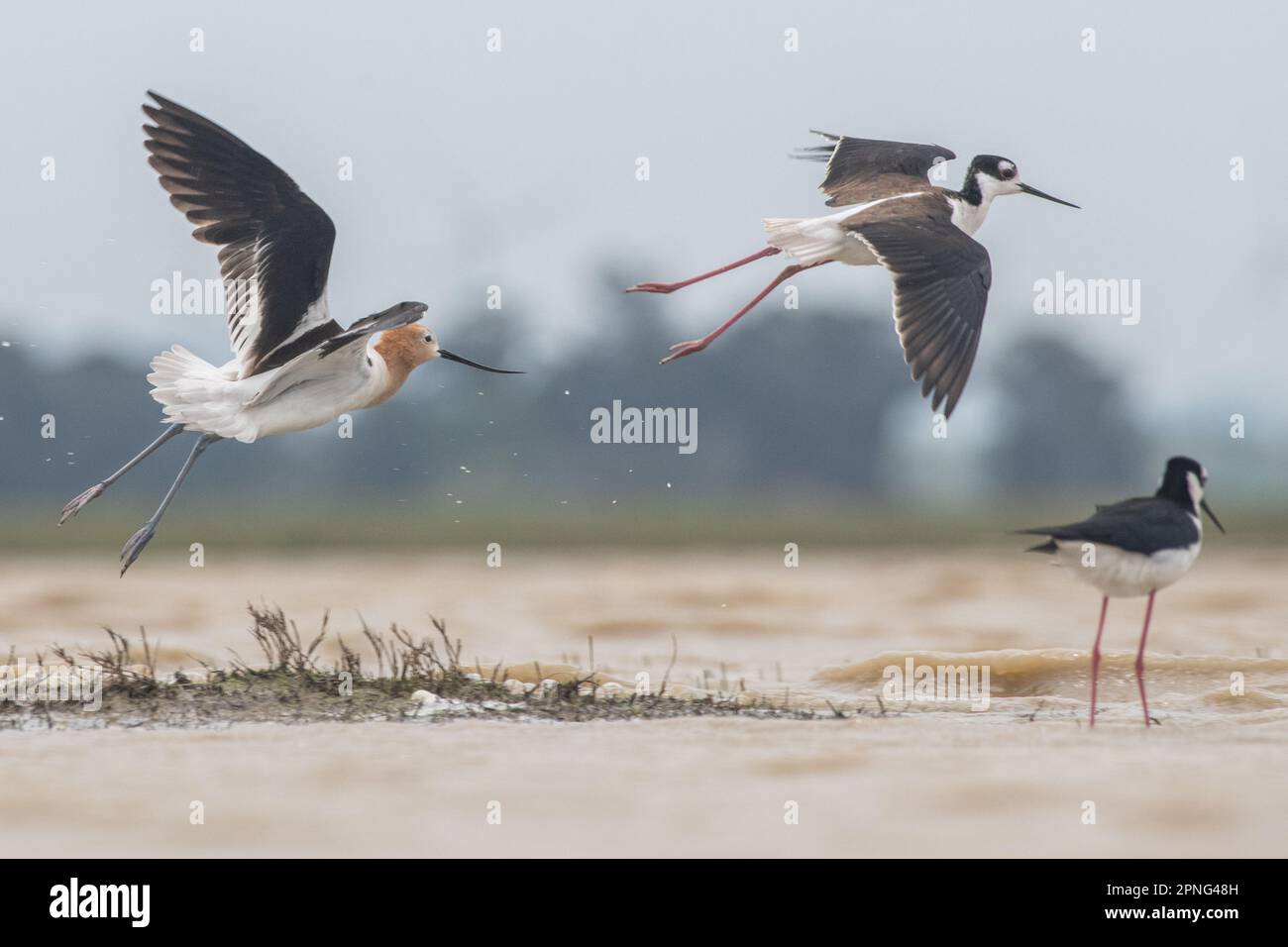 An American avocet, Recurvirostra americana, flying and chasing a black ...