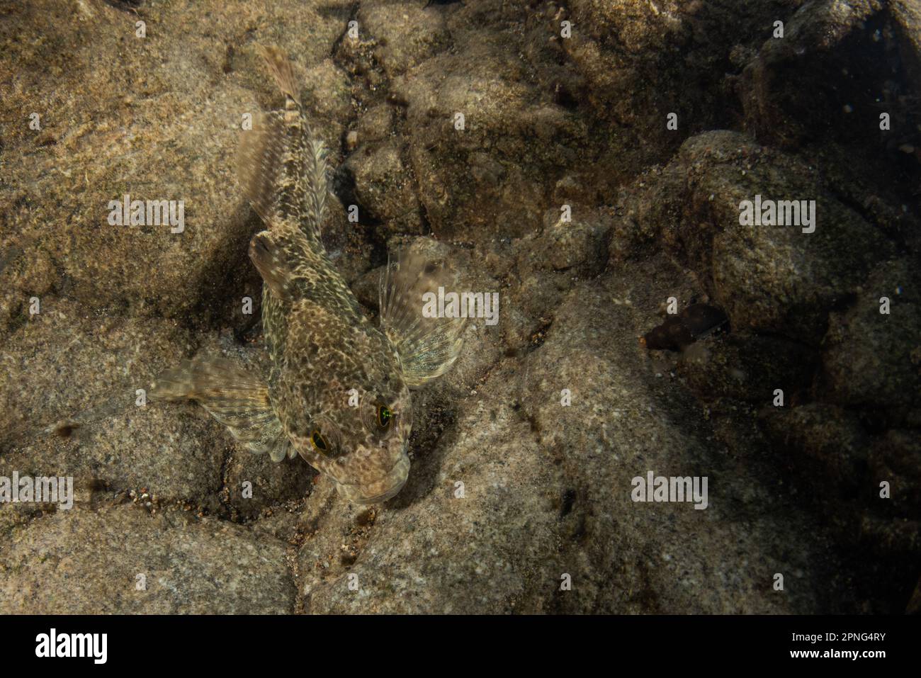 Coastrange sculpin (Cottus aleuticus) is well camouflaged on the bottom ...