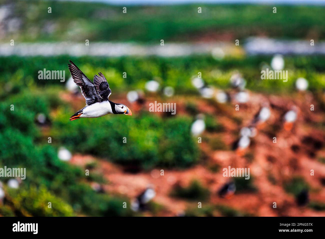 Puffin (Fratercula arctica), Puffin flying to breeding burrow, bird ...