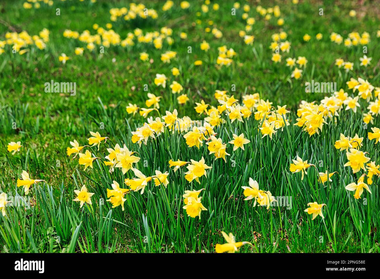 Daffodil meadow, yellow daffodils (Narcissus), daffodils route ...